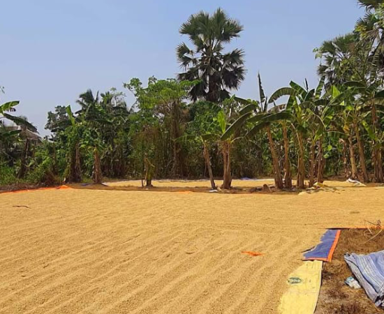 Ramnagar Village Sikkim: Ultimate Guide - Humingoo